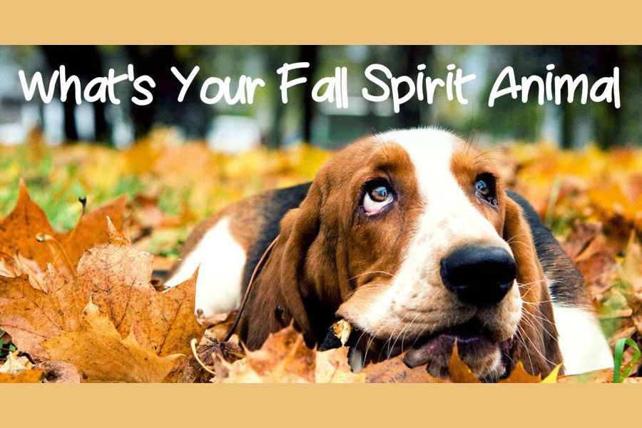 What's Your Fall Spirit Animal?