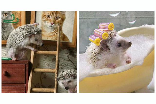 This Photographer Shows "The Secret Life Of Hedgehogs" In Her Amazingly ...
