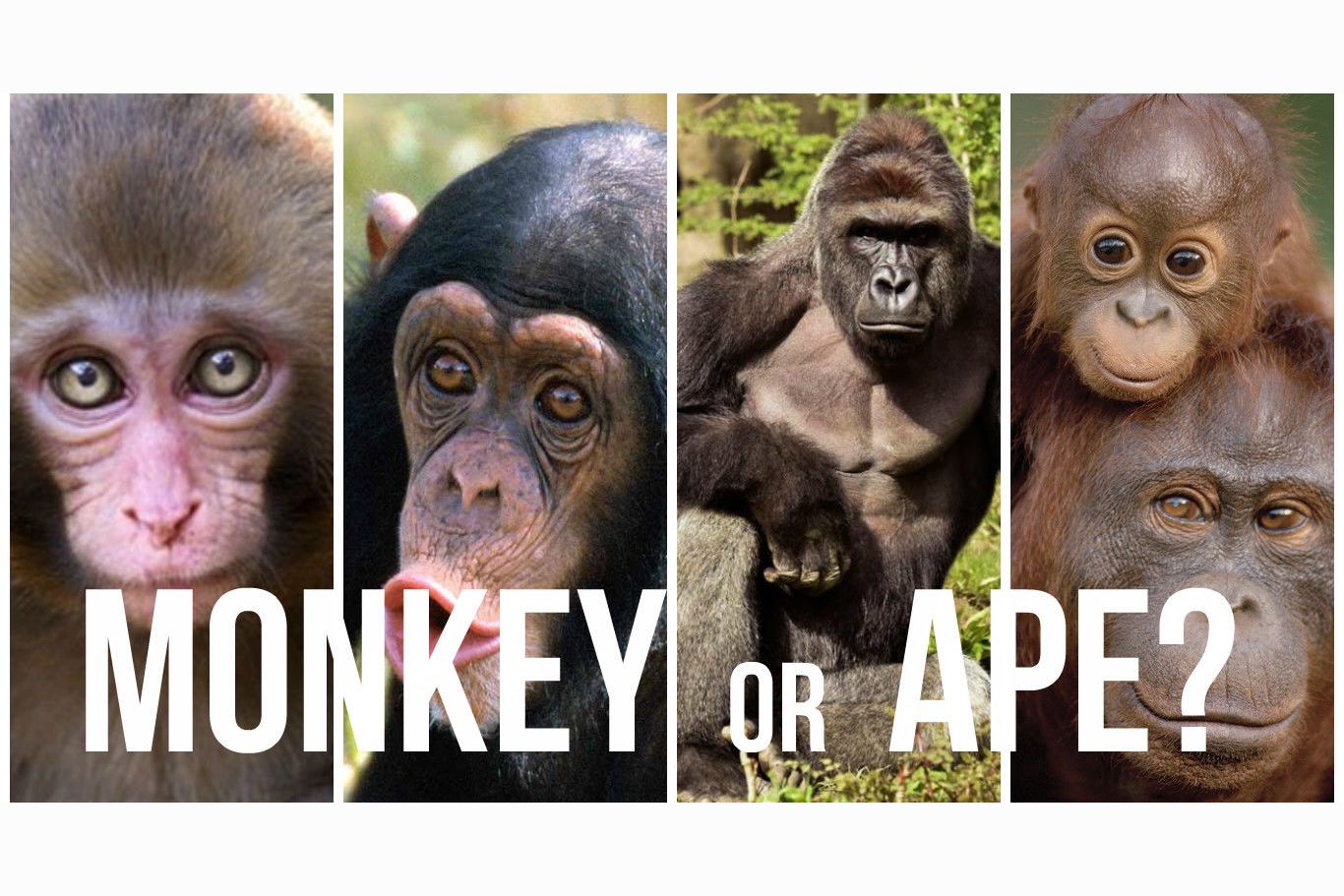 Do You Actually Know Your Apes From Your Monkeys?
