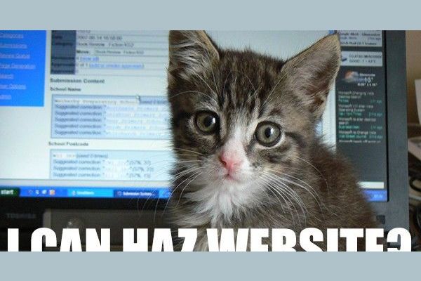 Which Cat Website Are You 