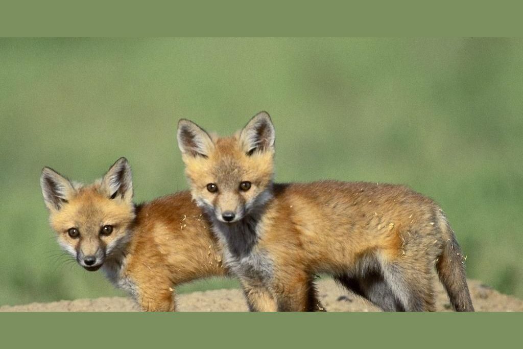 What is your Fav Animal?