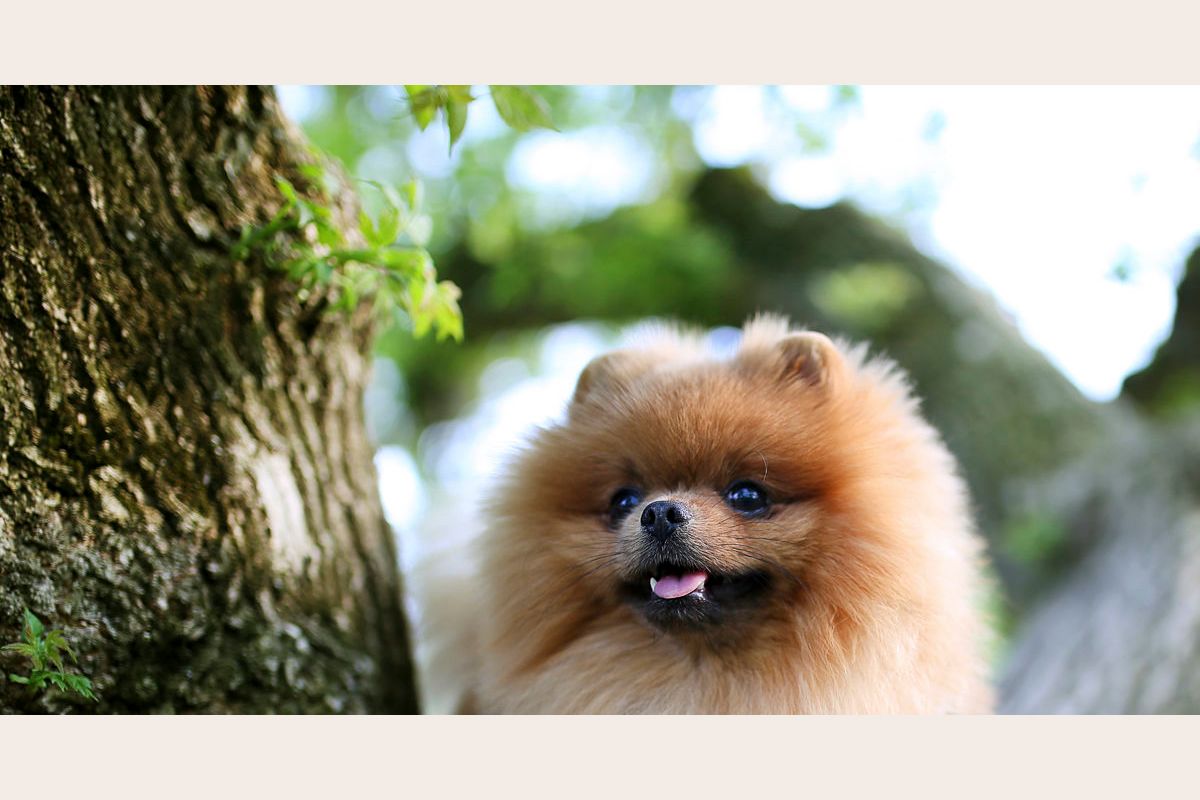 What Is Your Dog’s Seasonal Coloring?