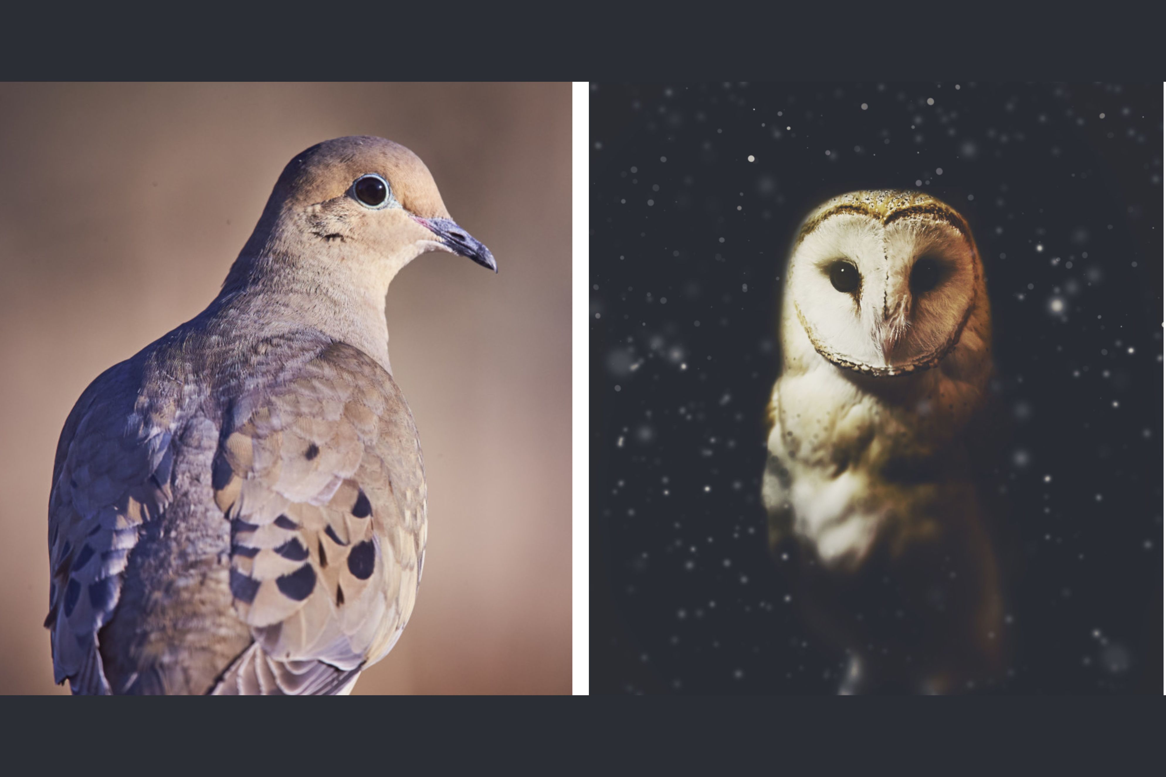 Are You A Night Owl Or An Early Bird?