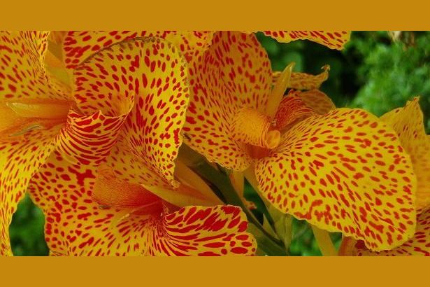 ¿Cuánto sabes sobre las plantas nativas del Perú?