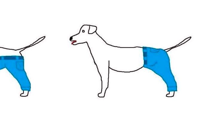 ¿Cuál es la forma correcta de que un perro lleve los pantalones?