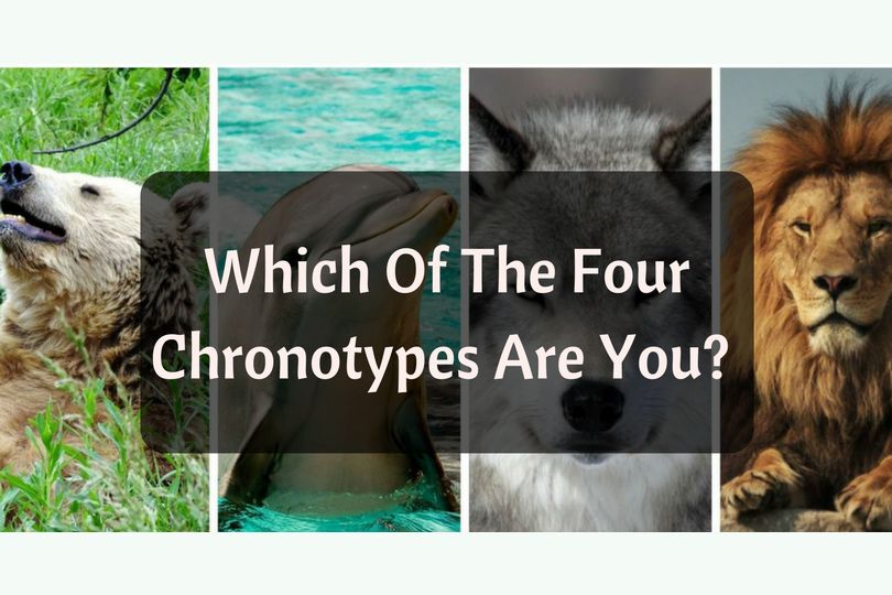 Which Of The Four Chronotypes Are You?