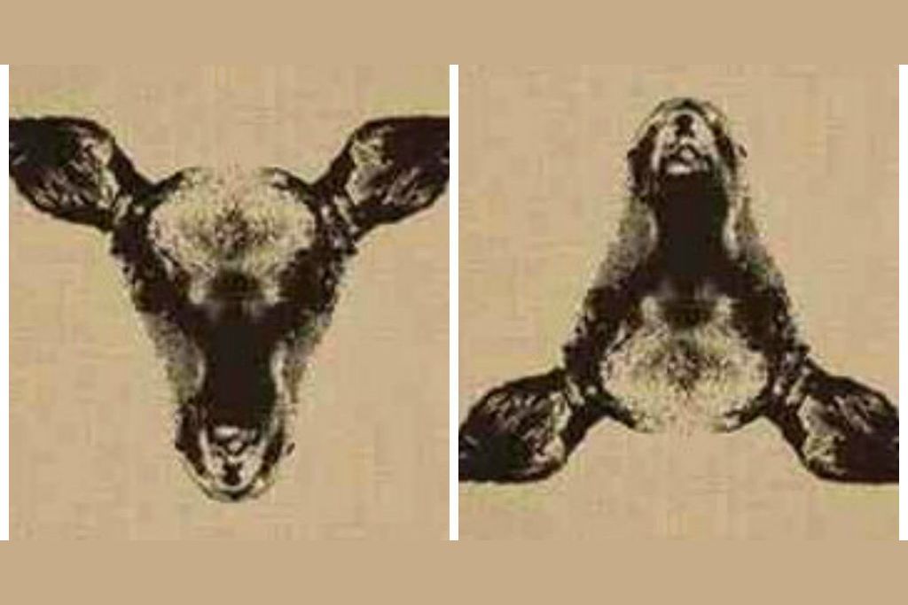 These Drawings Of Animals Completely Transform When You Flip Them ...