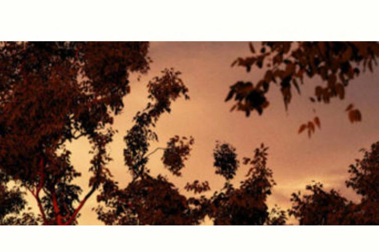 Can Find The Hidden Panda In 5 Seconds or Less?