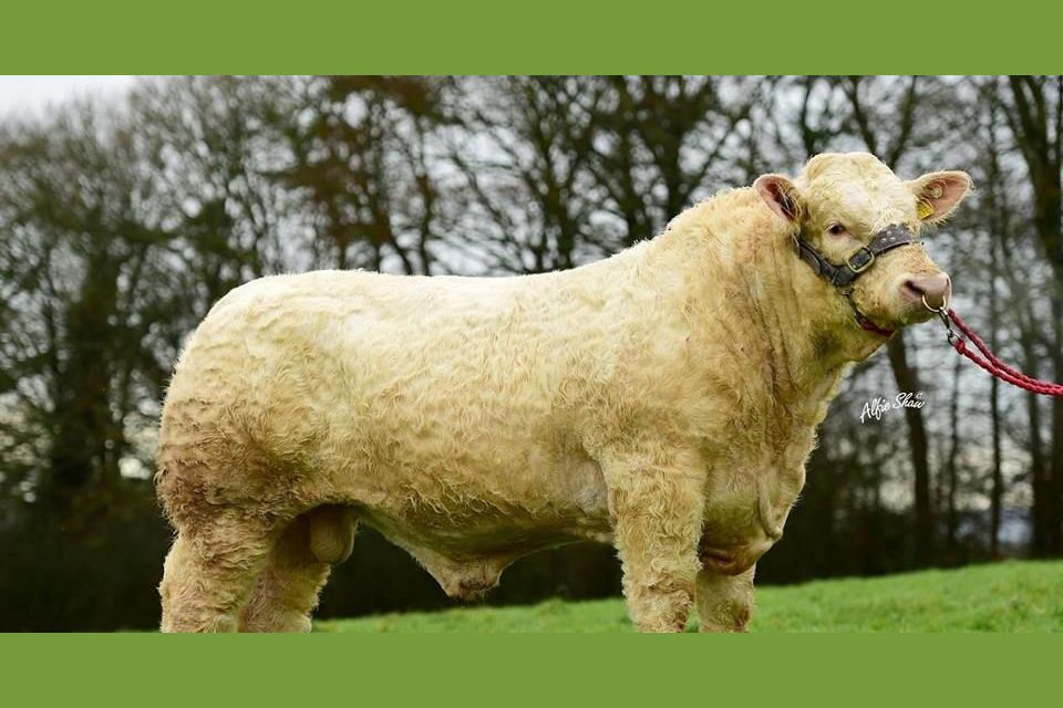 Beef breeding expert? Prove it!