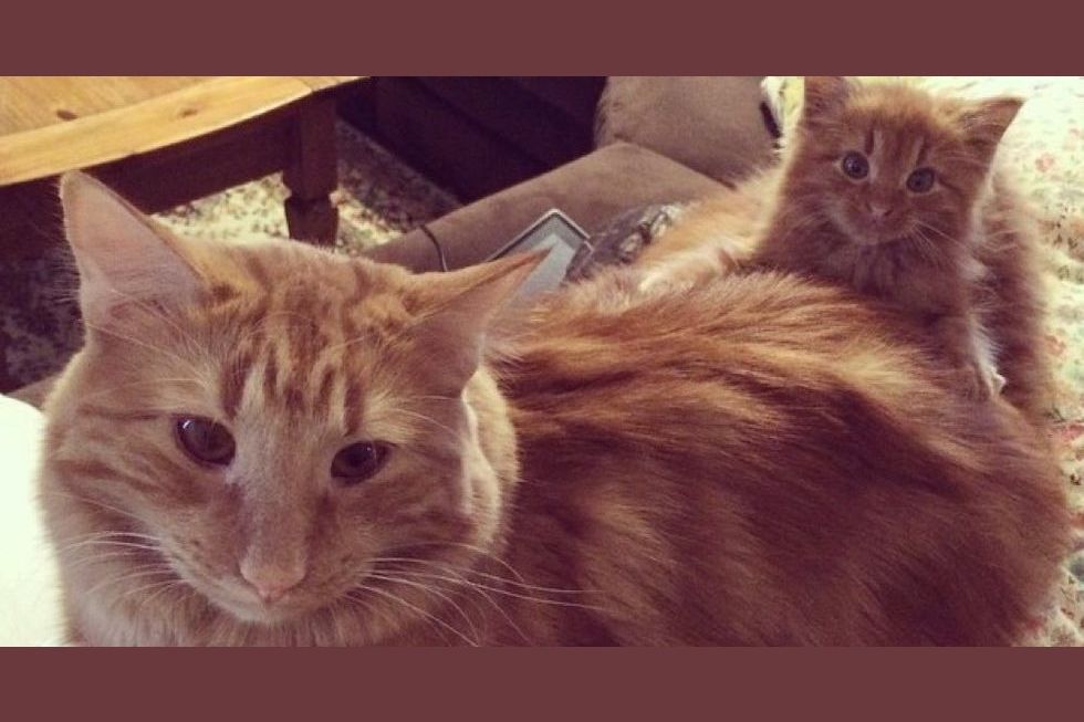 This Cat Found His Identical Twin And Adopted Him!