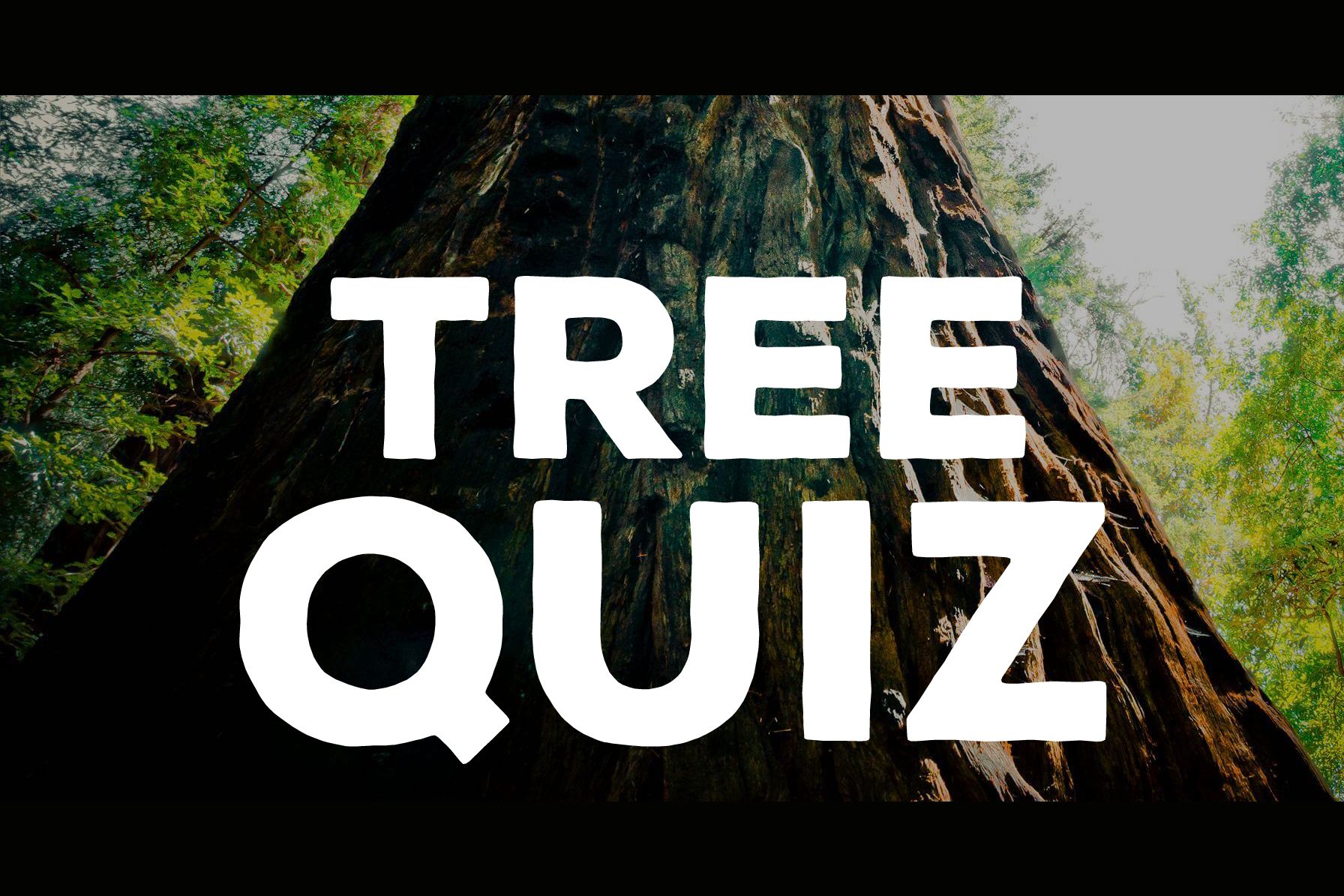 Tree Quiz