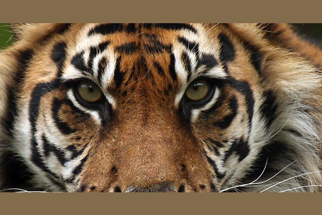 whats your inner animal?