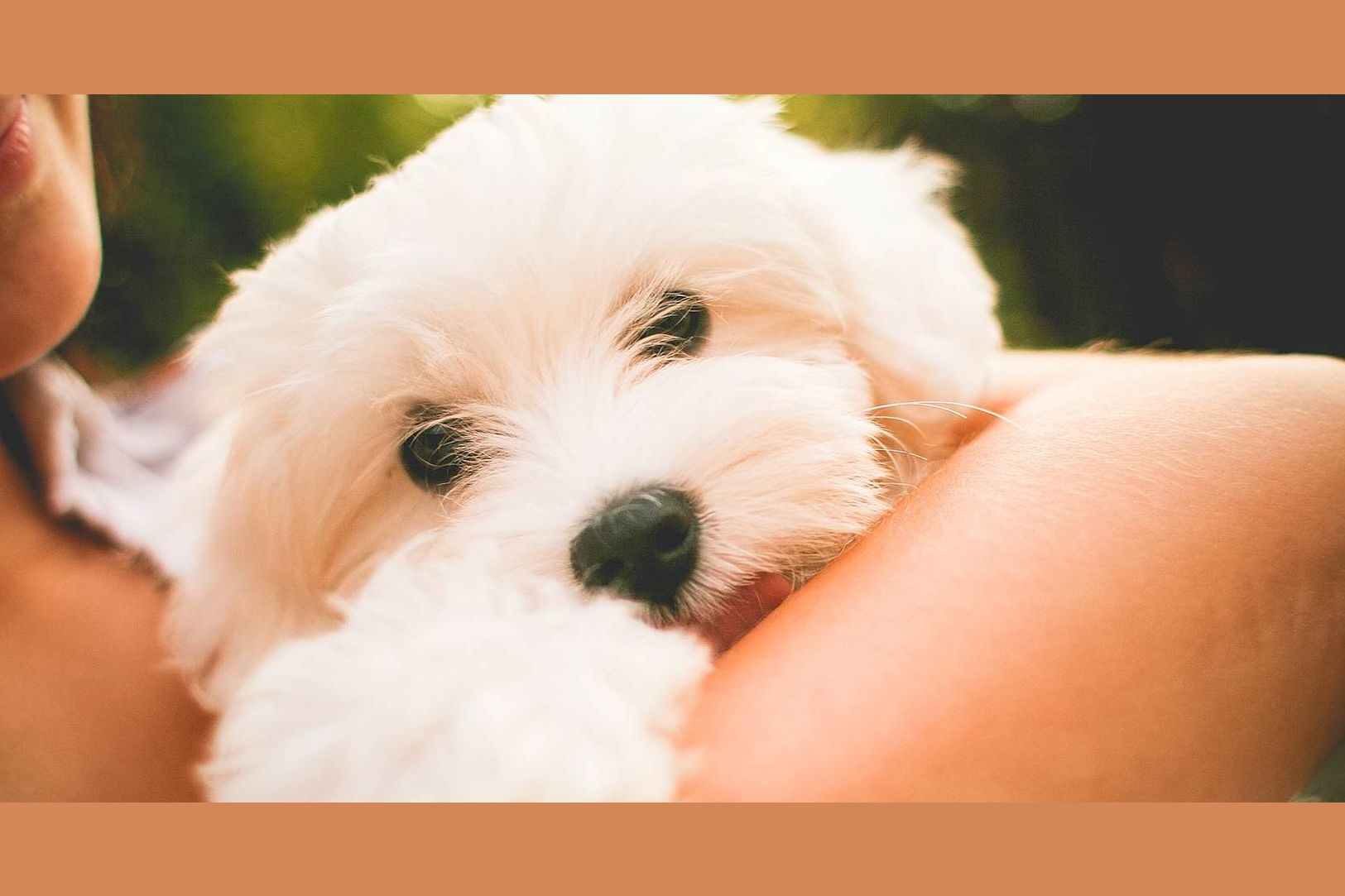 13 perros ADORABLES que lucen exactamente como osos de peluche