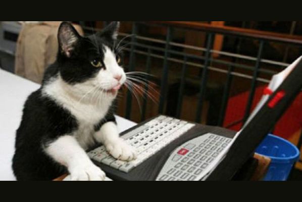 Which Famous Internet Cat Are You?