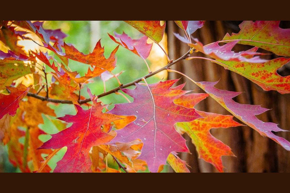 How Obsessed With Fall Are You?