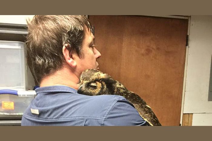 You Won't Believe What This Owl Does To Thank Her Rescuer!