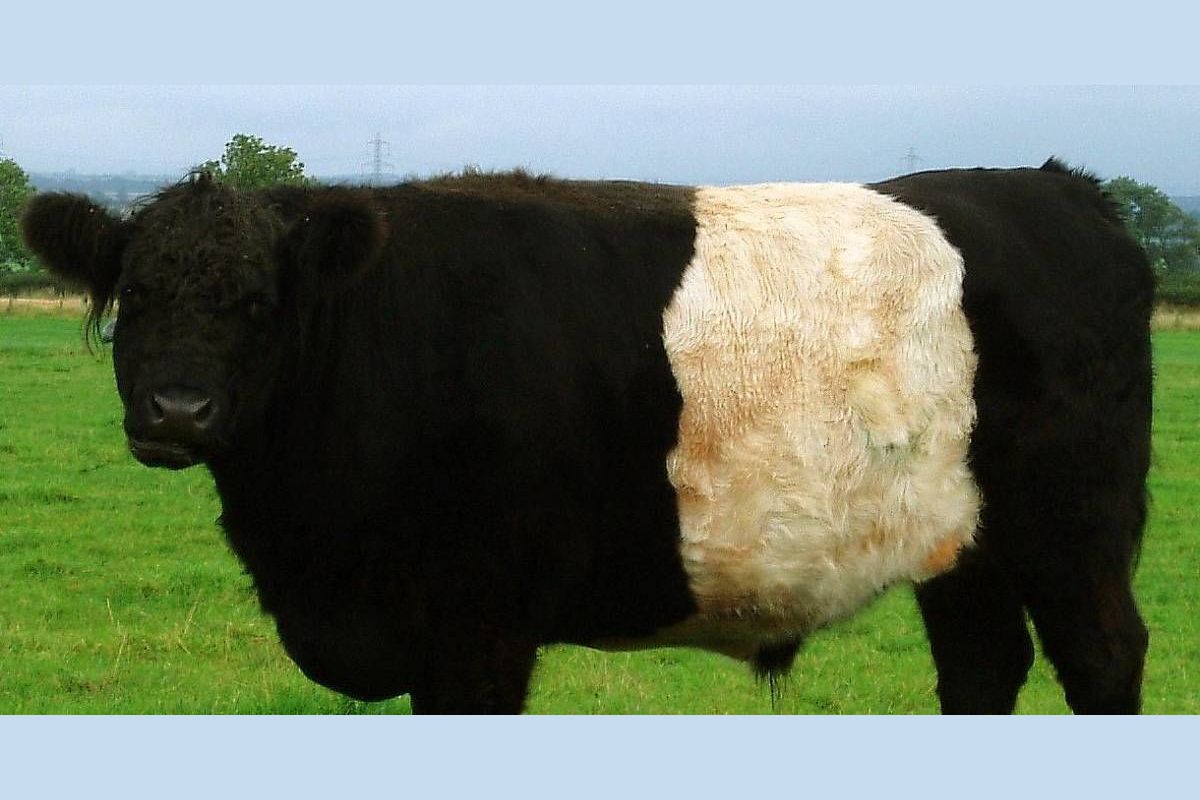 How well do you know the belted galloway?