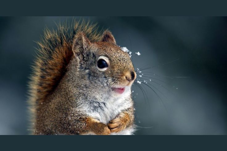 What is your winter spirit animal?