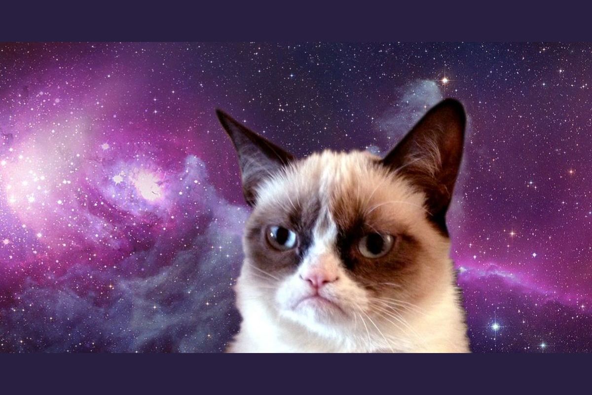 Which Grumpy Cat are you?