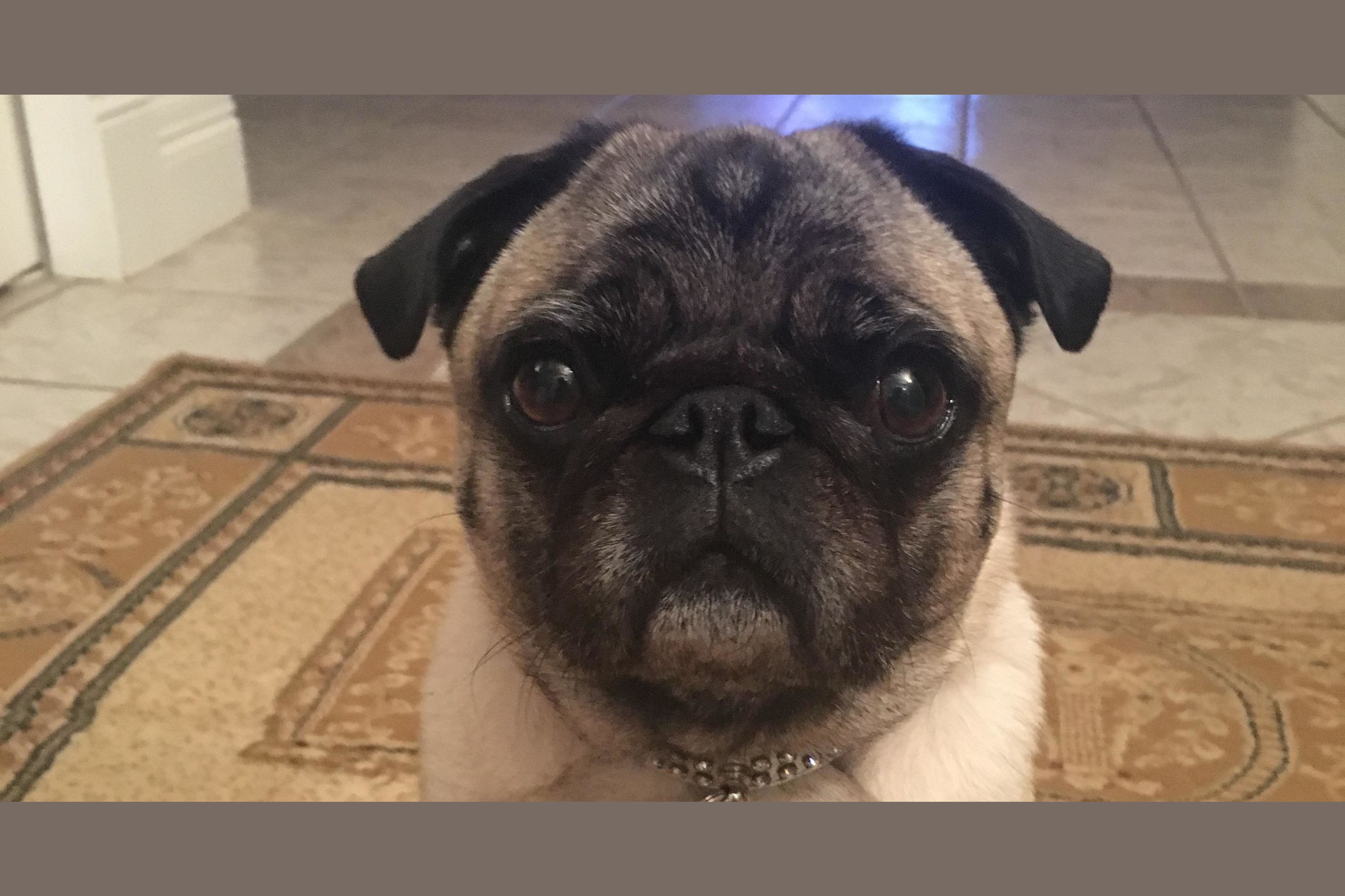 This Courageous Little Pug Just Beat Cancer!