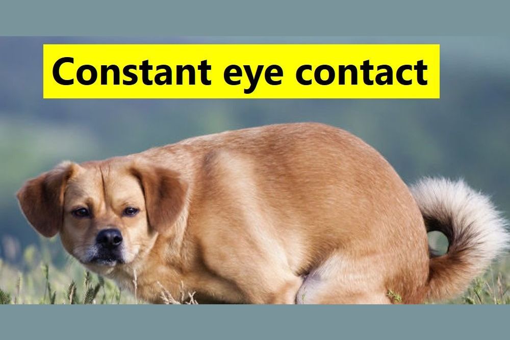 7 Things Your Dog Is Actually Trying To Tell You