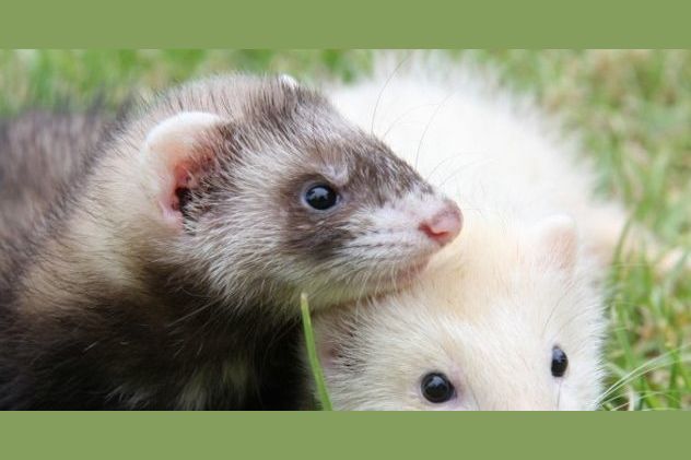 What Do You Feel About Ferrets