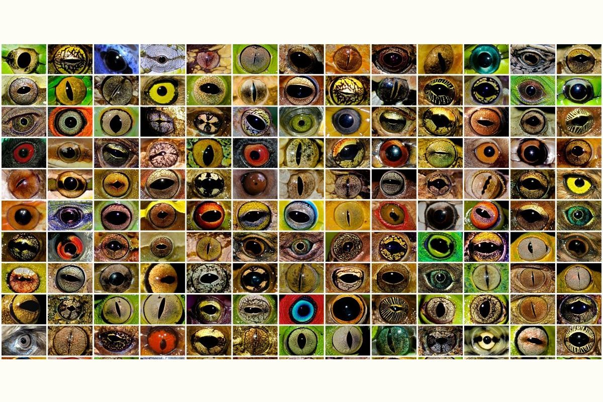 Can you guess which animals these are by their eyes?
