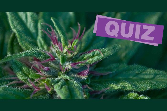 How Good Are You At Identifying Strains Of Weed?