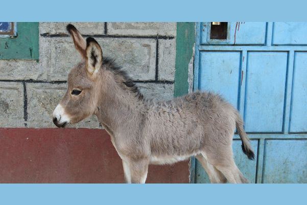 Which Famous Donkey Are You?