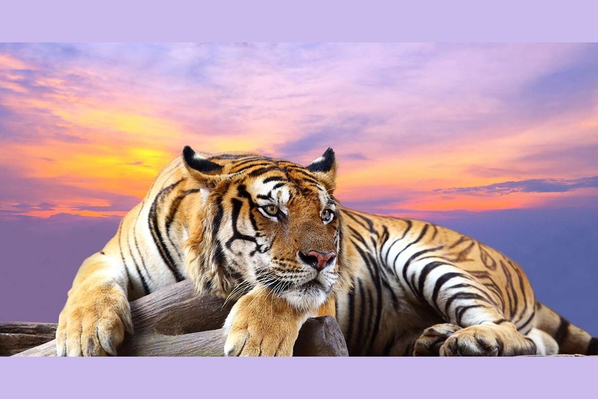 What animal are you most like?