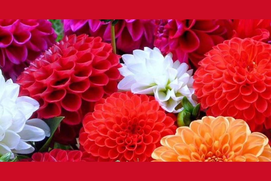 ¿Qué tanto conoces de las flores mexicanas?