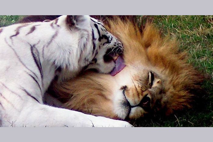 This Lion And Tiger Are In Love With Each Other, Because Sometimes ...