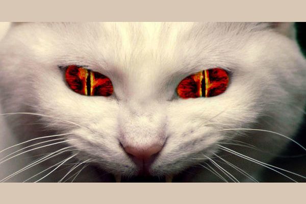 What is The Most Evil Pet?