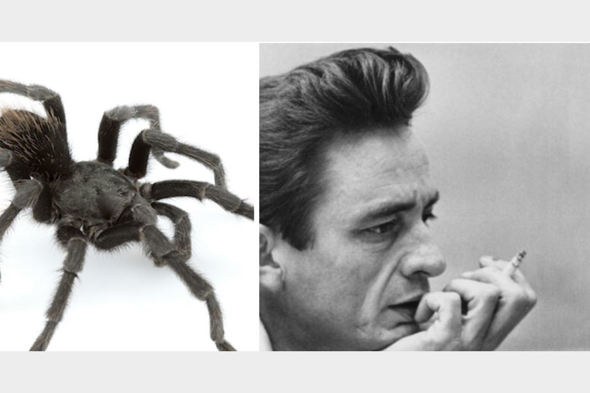 Meet The Newly Discovered Johnny Cash Tarantula Meet The Newly Discovered Johnny Cash Tarantula