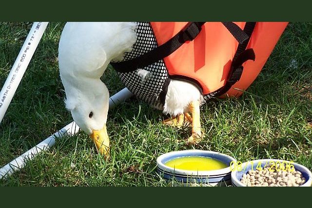 Lemon The Duck Was Born Unable To Walk-But She Doesn't Let That Stop Her!
