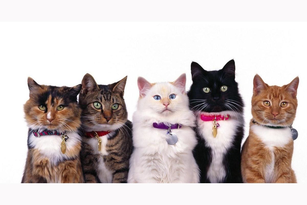 What kind of cat are you?