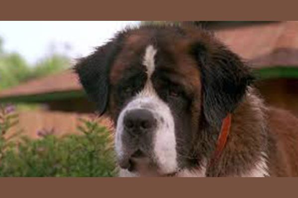 TEST YOURSELF: How Well Do You Remember The Films 'Beethoven'?