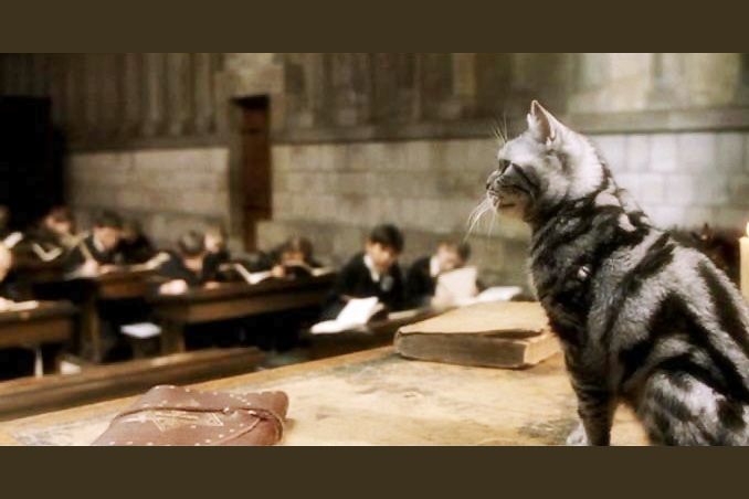 What would you turn into if you were an Animagus