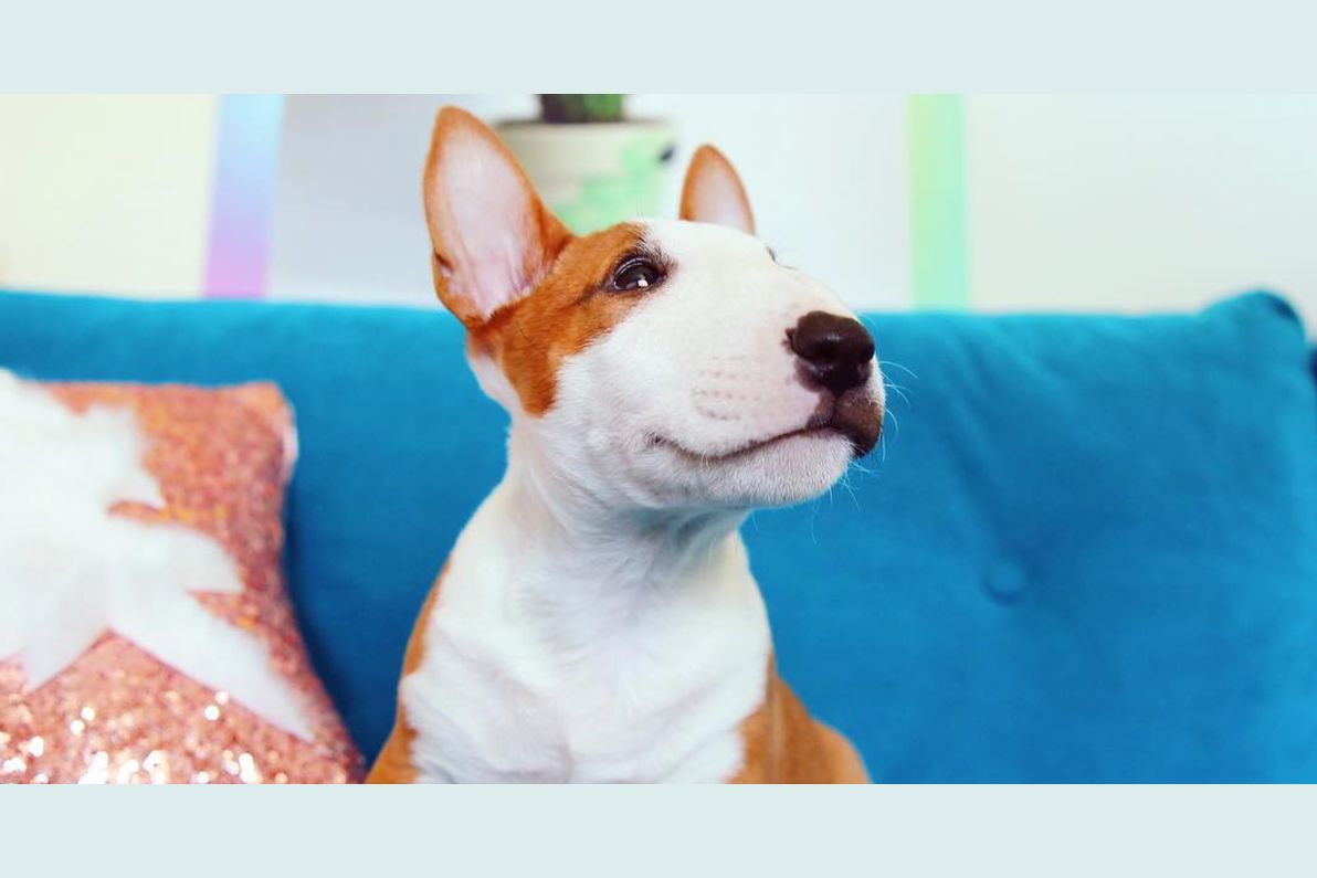 Quiz: Are You More Like Eva Gutowski’s Dog Hanalei or LaurDIY’s Dog Moose?