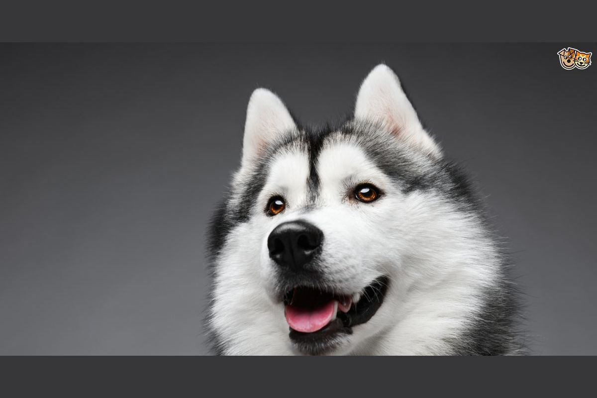 Can You Guess These Dog Breeds? Can You Guess These Dog Breeds?