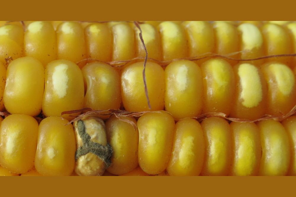 Can You Spot Which Foods Are Safe From Aflatoxin Contamination