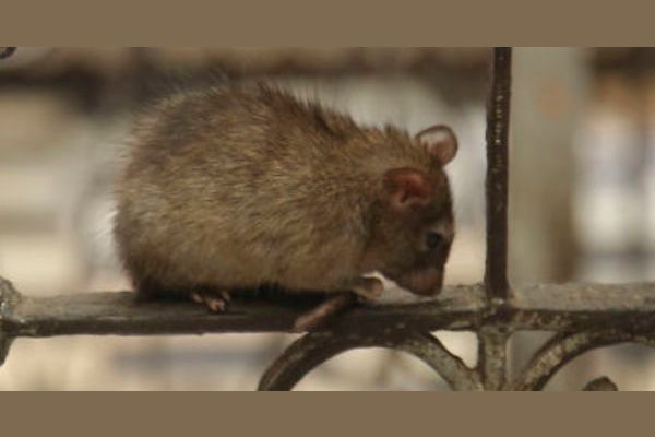 There Are 20,000 Holy Rats At This Temple In India And They're Actually ...