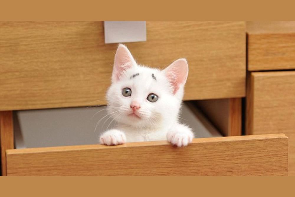 ¡Este quiz determinará si eres un experto en gatos!