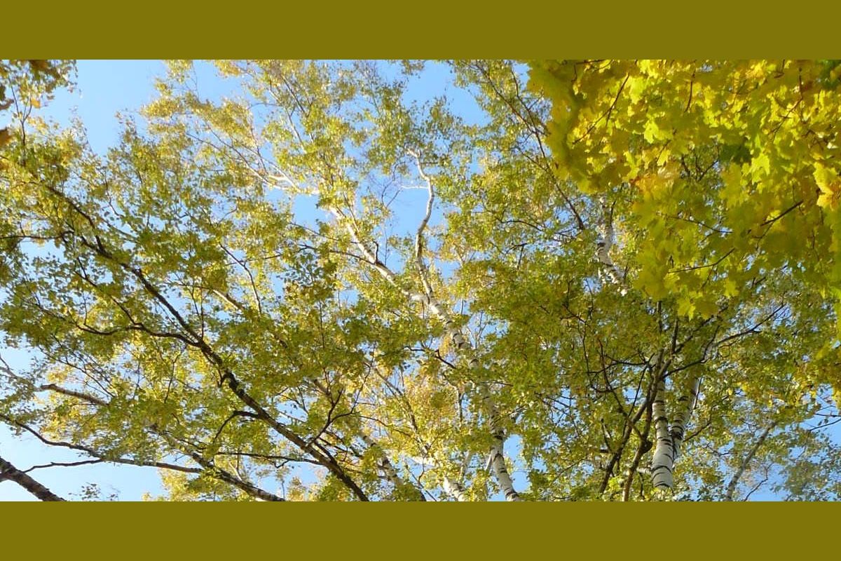 Testi ennast! Puud ja põõsad I