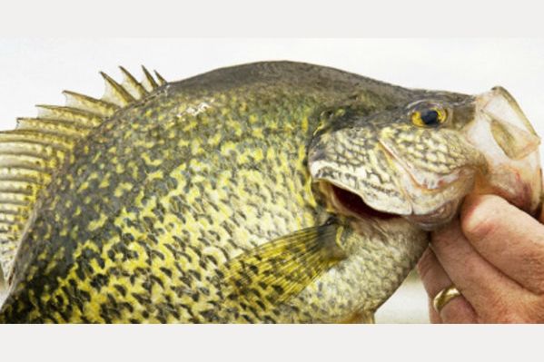 Can You Name That Freshwater Game Fish?