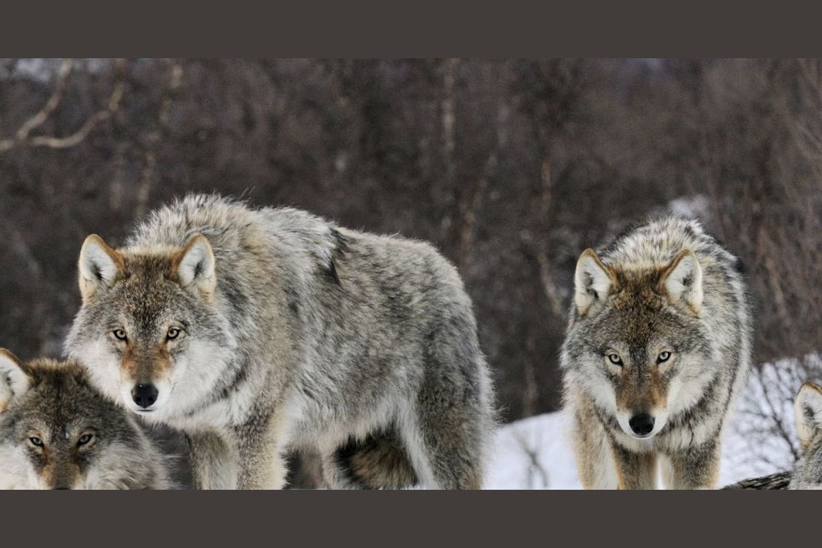 What rank are you in a wolf pack?