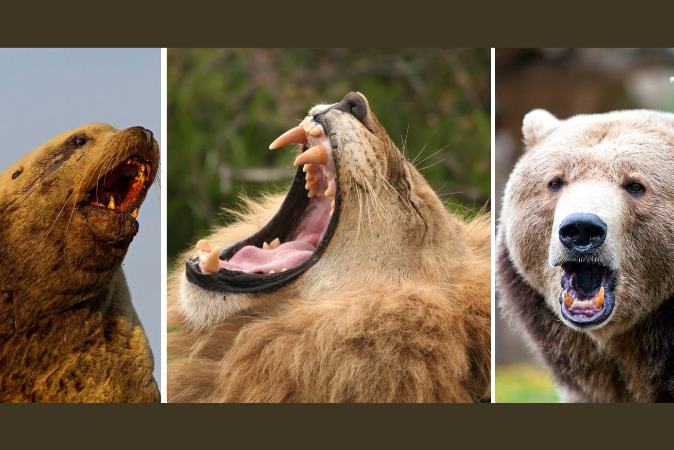 Which Animal Is Your Inner Roar?