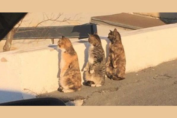 These Cats Are Plotting Something, And It's Adorably Terrifying