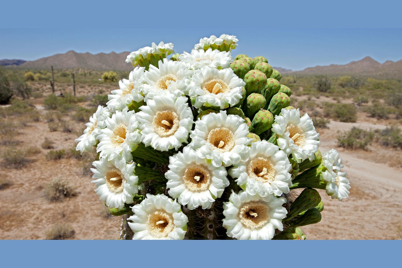 Can You Match These State Flowers To Their States?