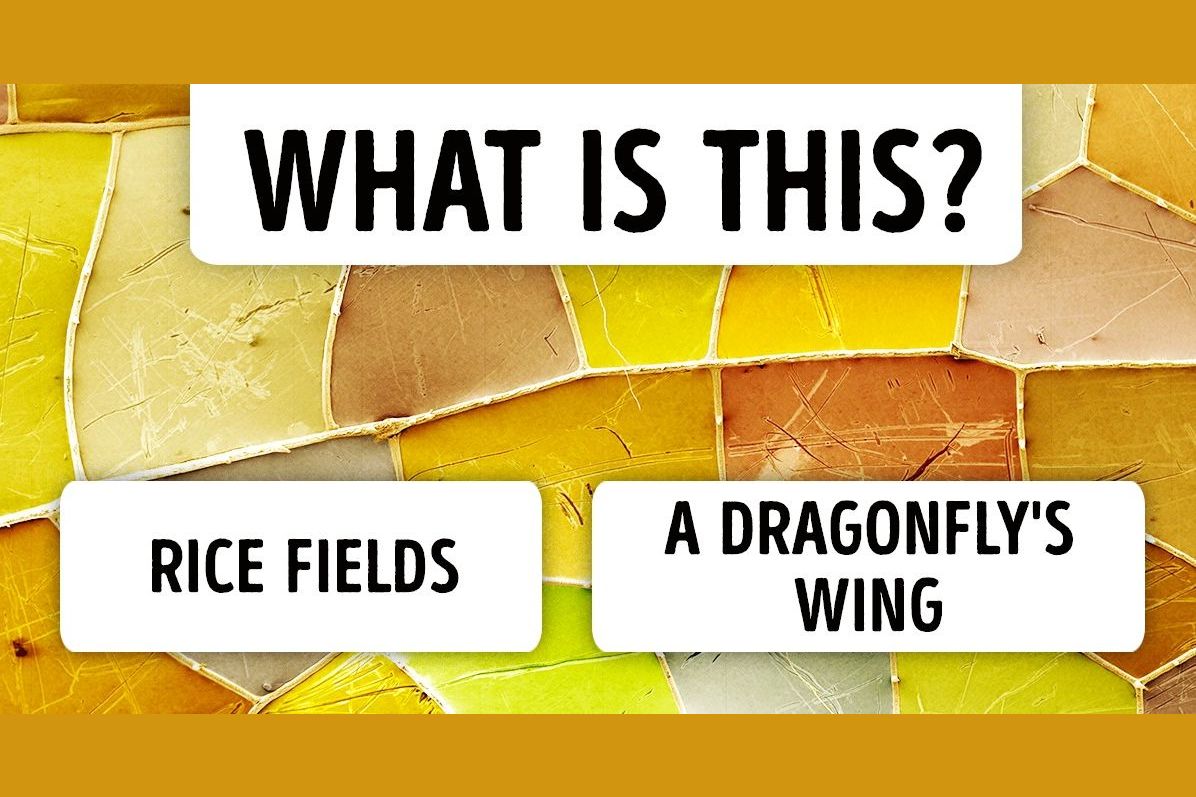 Can You Guess the Objects From the Close-Up?